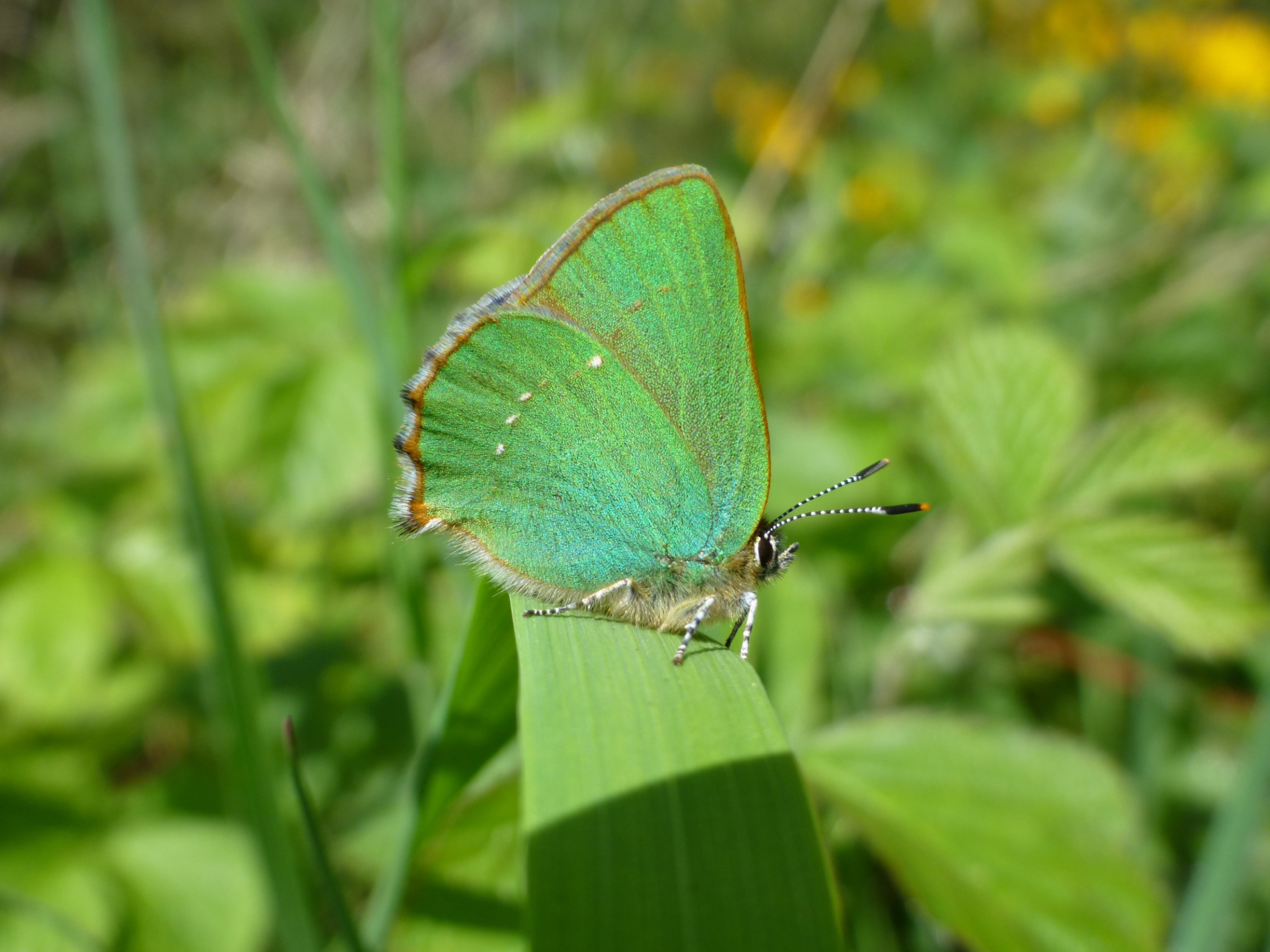 Home | Timahoe North Solar Farm